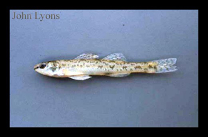 Bluntnose Darter (Etheostoma chlorosoma)