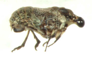 An Issid Planthopper (Fitchiella robertsonii)