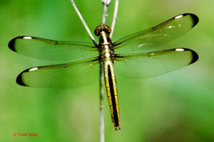 Spangled Skimmer (Libellula cyanea)