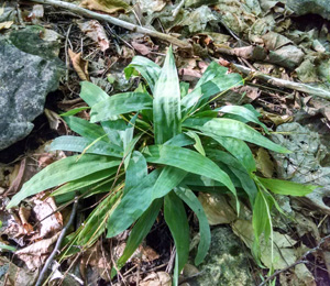 Broad-leaf Sedge (Carex platyphylla)