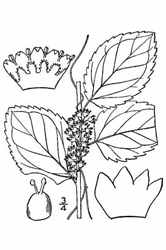 Hazel Dodder (Cuscuta coryli)