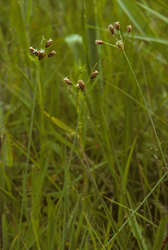 Chestnut Sedge (Fimbristylis puberula)