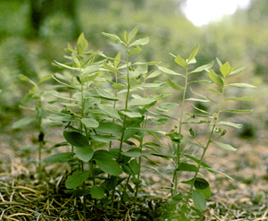 Northern Comandra (Geocaulon lividum)