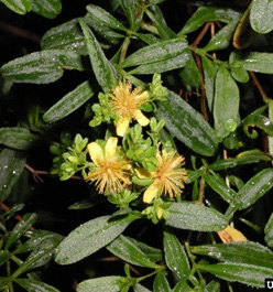 Shrubby St. John's-wort (Hypericum prolificum)