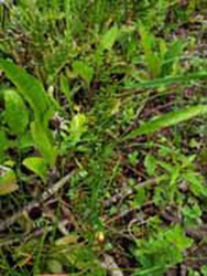 Hairy Pinweed (Lechea mucronata)