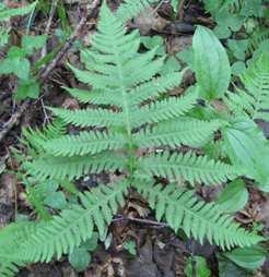 Broad Beech Fern (Phegopteris hexagonoptera)