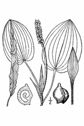 Spotted Pondweed (Potamogeton pulcher)