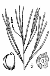Sheathed Pondweed (Stuckenia vaginata)