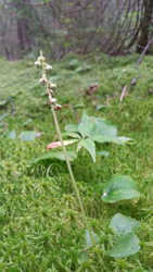 Lesser Wintergreen (Pyrola minor)