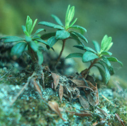 Lapland Azalea (Rhododendron lapponicum)