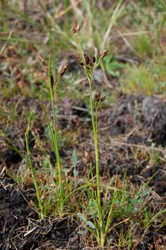 Long-beaked Bald-rush (Rhynchospora scirpoides)