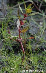 Toothcup (Rotala ramosior)