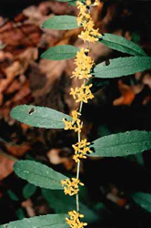 Bluestem Goldenrod (Solidago caesia)