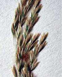 Purple False Oats (Trisetum melicoides)