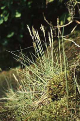 Spike Trisetum (Trisetum spicatum)