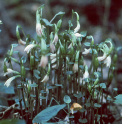 Nodding Pogonia (Triphora trianthophora)