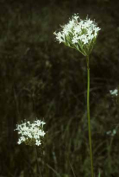 Marsh Valerian (Valeriana uliginosa)