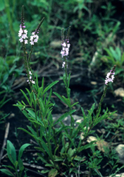 Narrow-leaved Vervain (Verbena simplex)