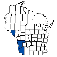 Bluntnose Darter (Etheostoma chlorosoma)