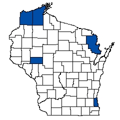 Plains Emerald (Somatochlora ensigera)