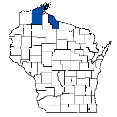 A Perlodid Stonefly (Isogenoides frontalis)