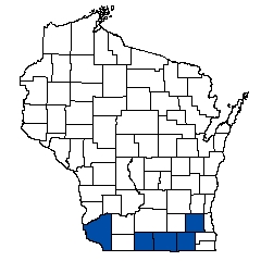 Round-fruited St. John's Wort (Hypericum sphaerocarpum)