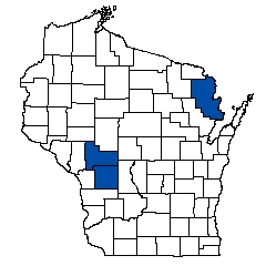 Twining Screwstem (Bartonia paniculata)