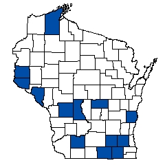 Yellow Evening Primrose (Oenothera serrulata)